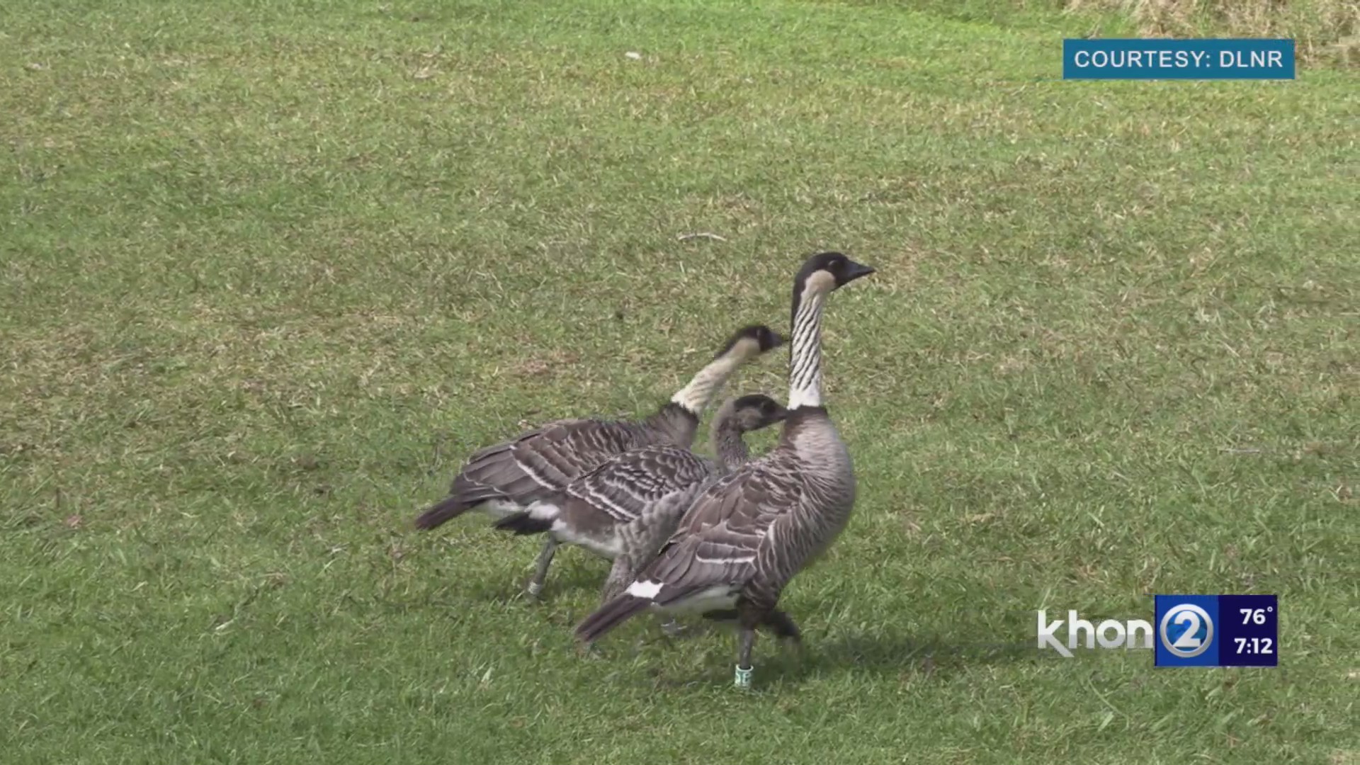 Nēnē gosling found dead in Hilo from disease only spread by feral cats ...