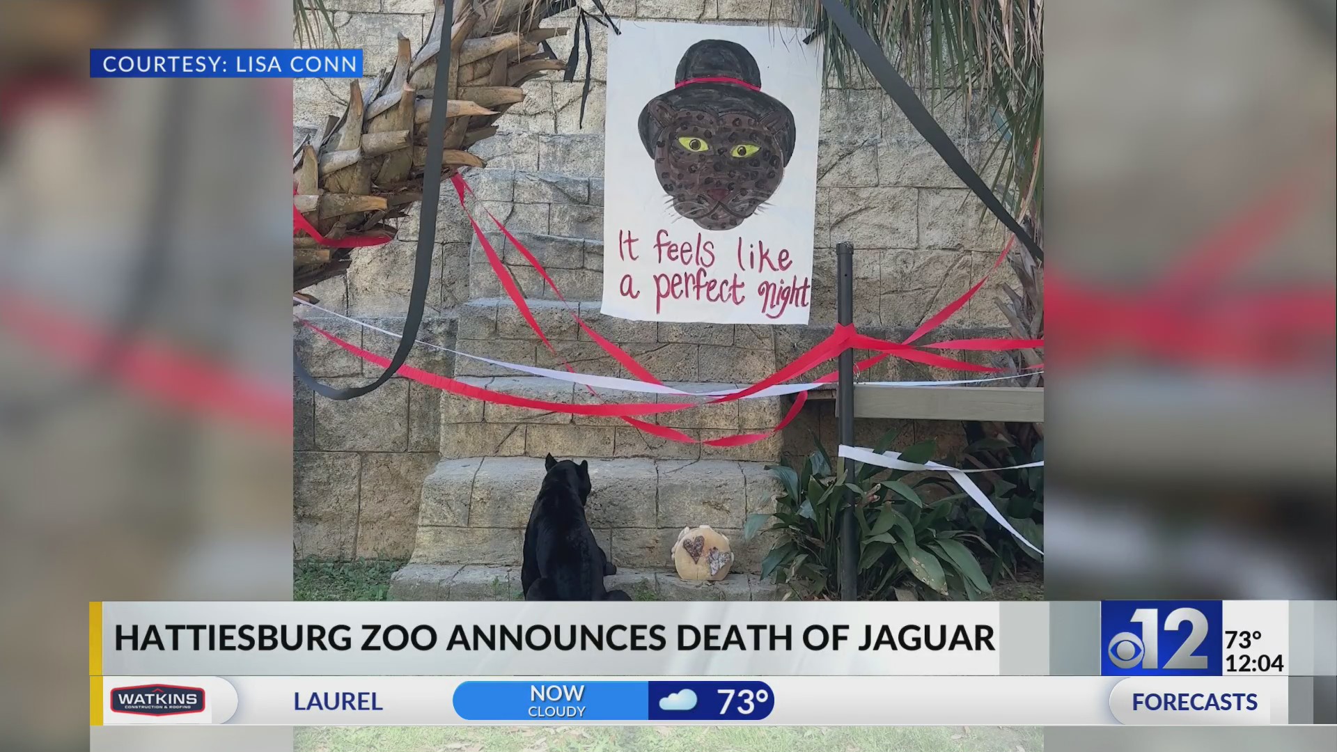 Hattiesburg Zoo’s beloved jaguar Maya passes away – WJTV