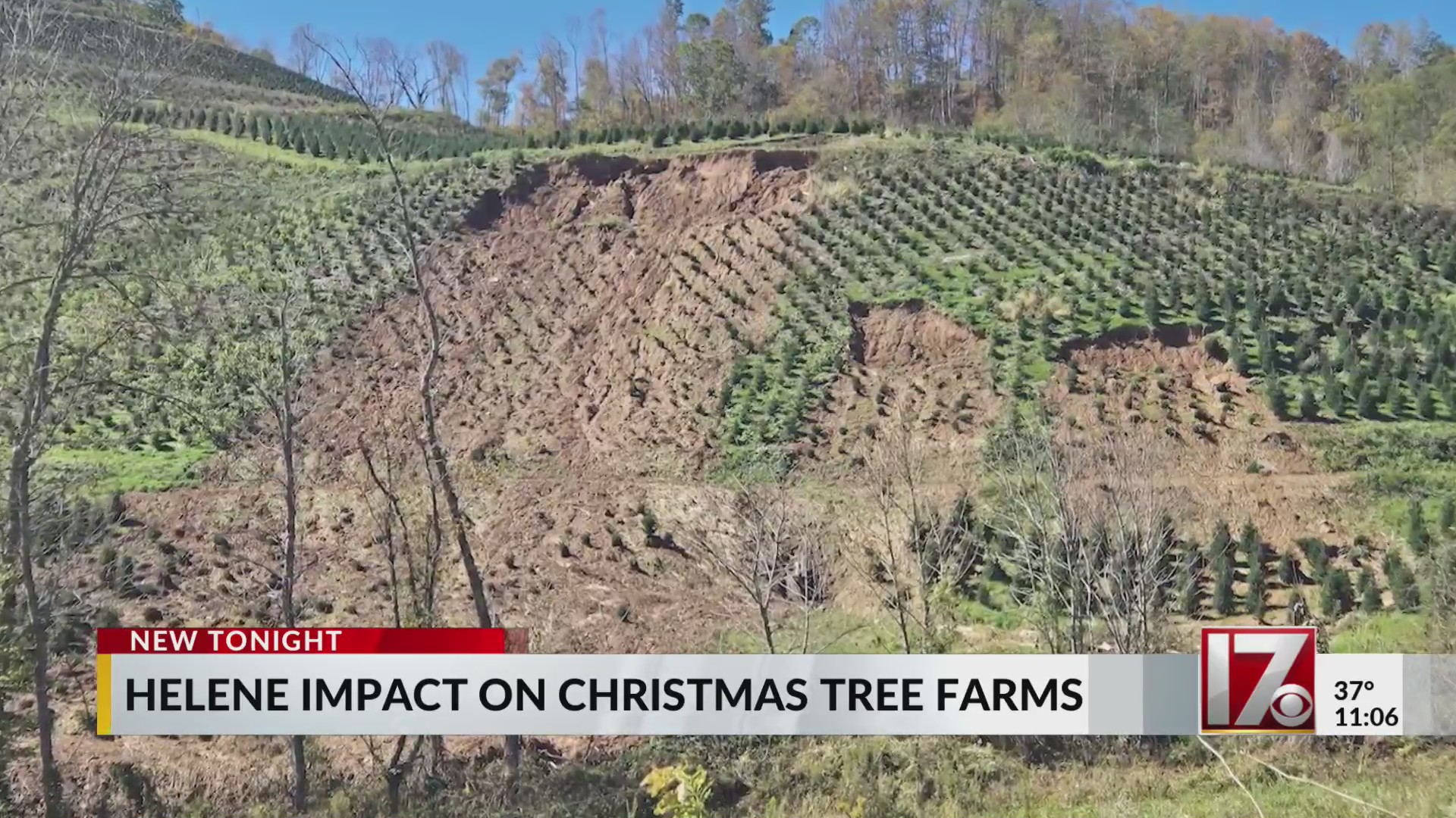 Helene’s impact on Christmas tree farms – CBS17.com