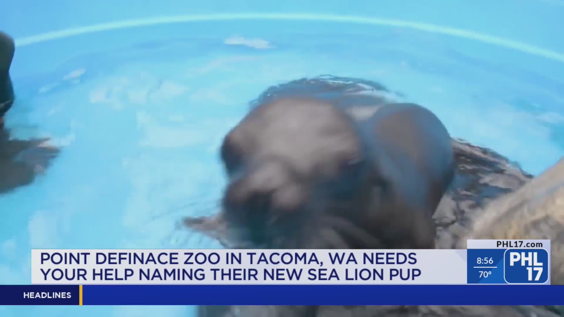 Point Defiance Zoo needs your help naming their new sea lion pup ...