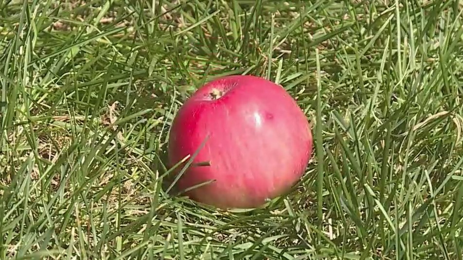 Opening weekend at Apple Hill – FOX40 News