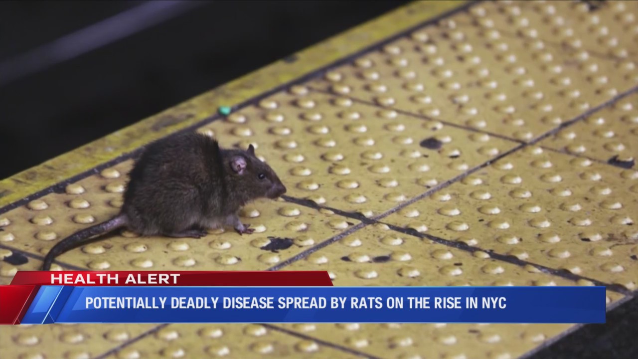 Potentially deadly disease spread by rats on the rise in NYC – WFXRtv