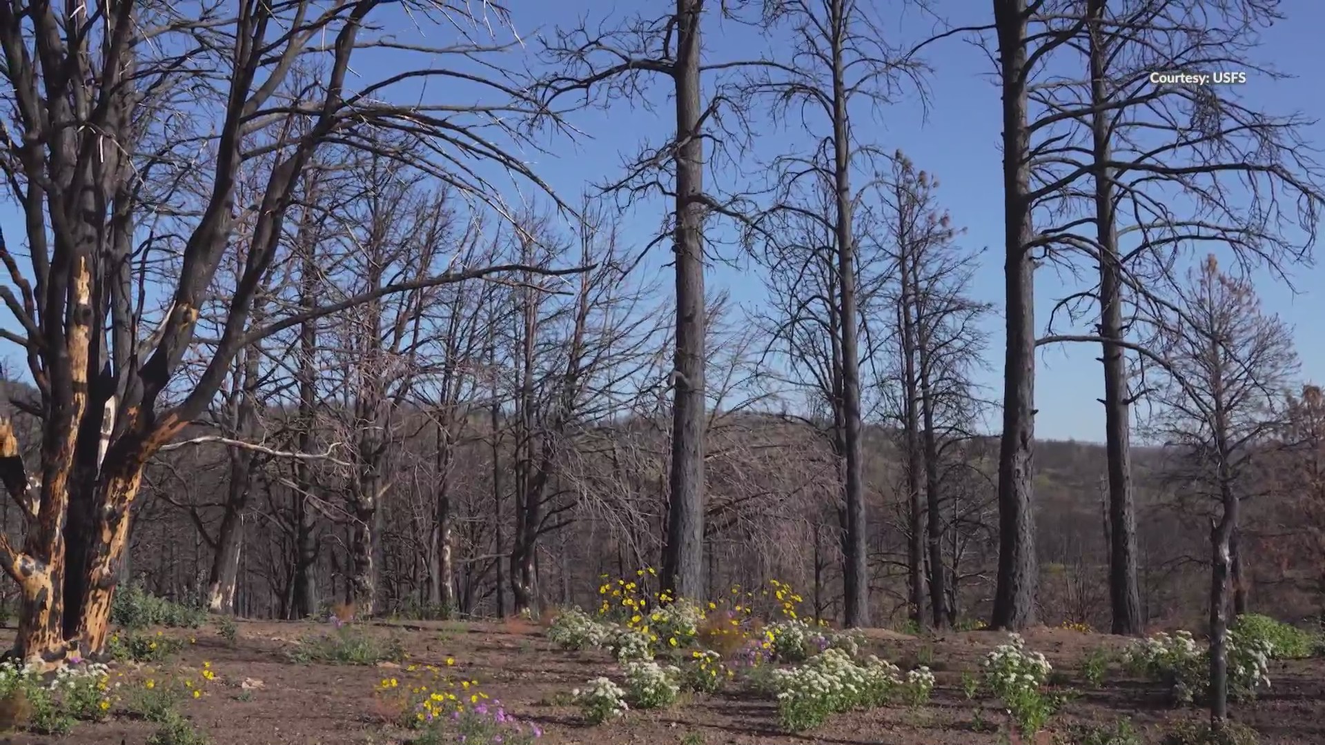 U.S. Forest Service starts reseeding efforts in South Fork burn scar ...