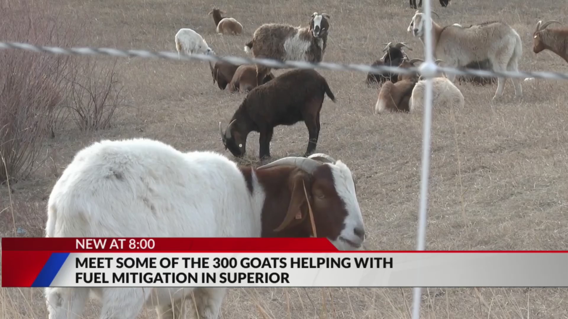 Meet some of the 300 goats helping with fuel mitigation – FOX31 Denver