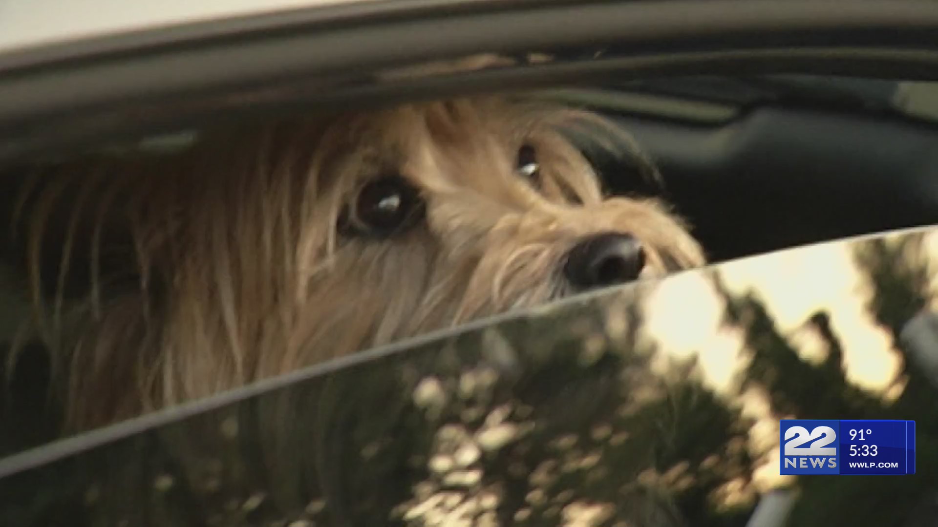 Keep your pets cool, tips for hot summer days – WWLP