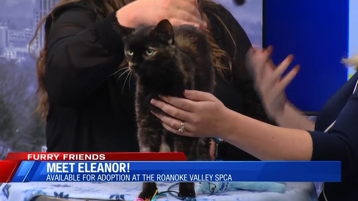 Furry Friends – Meet Eleanor – WFXRtv