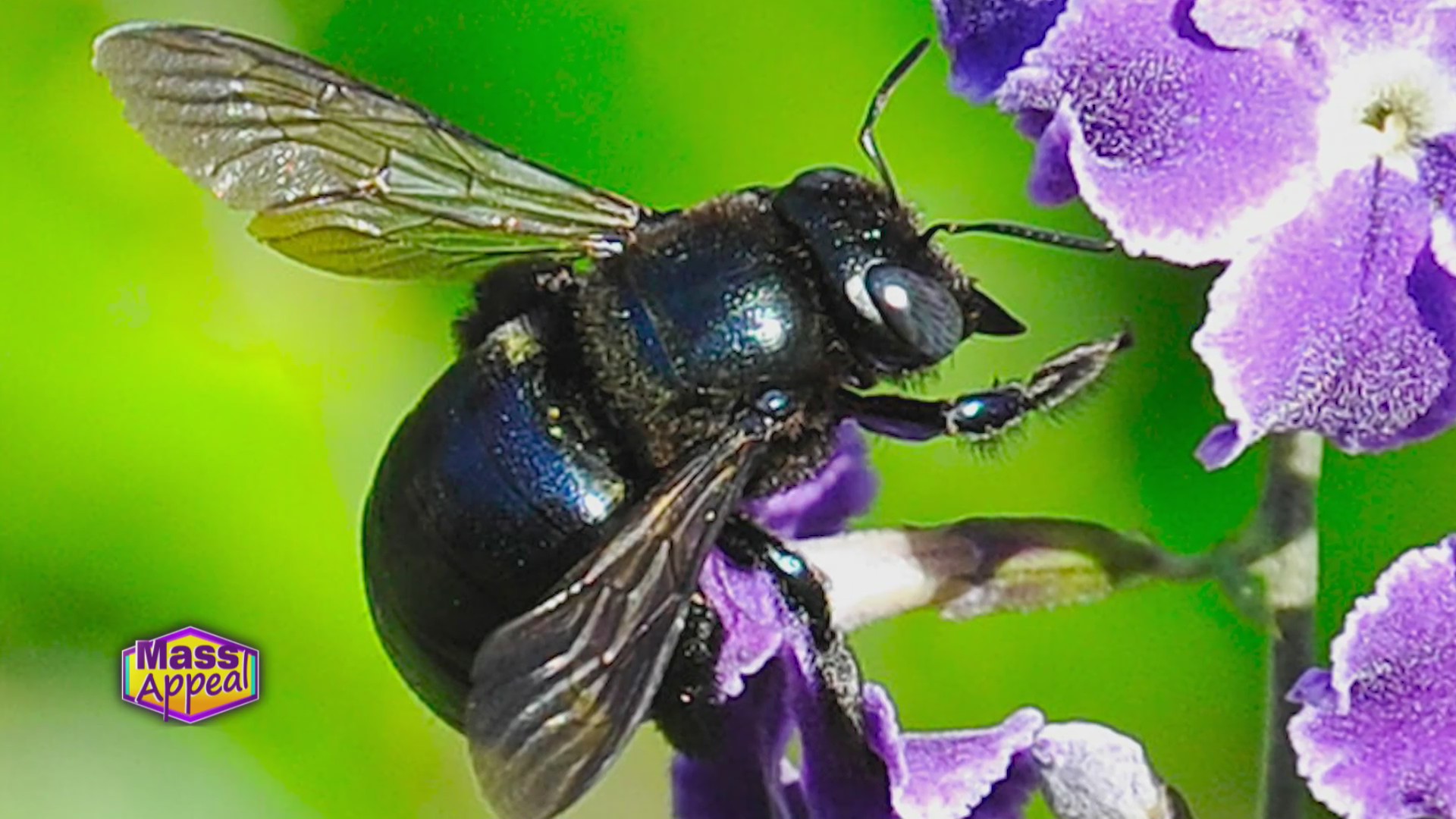 Mass Appeal Dangers of carpenter bees – WWLP