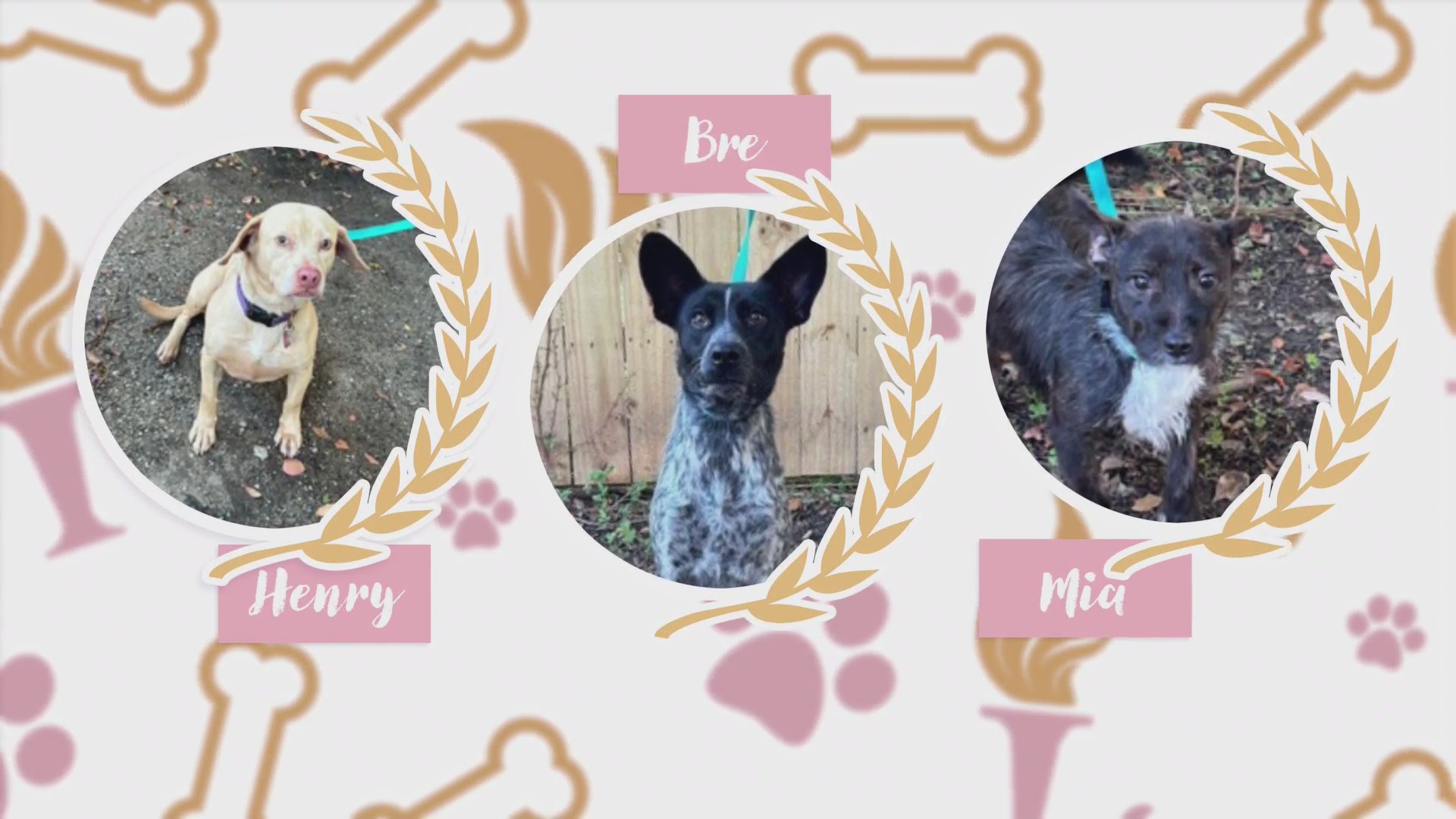 Pups for Paris: Henry, Bre and Mia – WKRG News 5