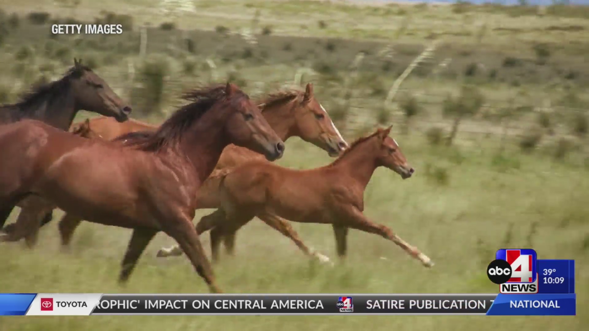 Reward for wild horse shot, killed up to $19,000 – ABC4 Utah