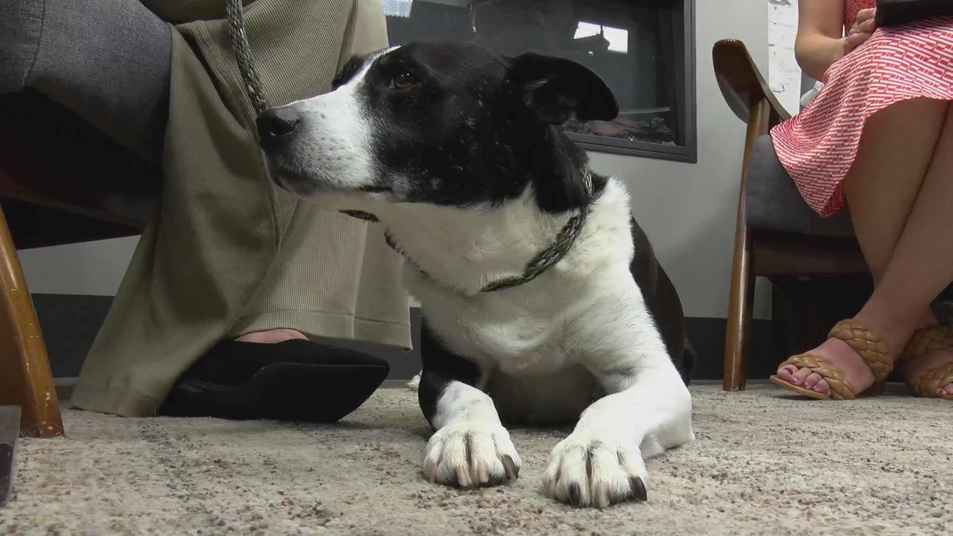 Furever Family: U of I Vet Med | ciLiving – WCIA.com