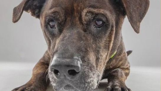 Gator is The Pet Of The Week! – KOIN.com