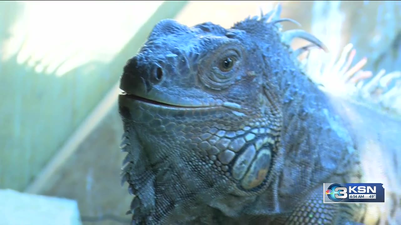 Kansas couple turns passion of reptiles into rescue – KSN-TV