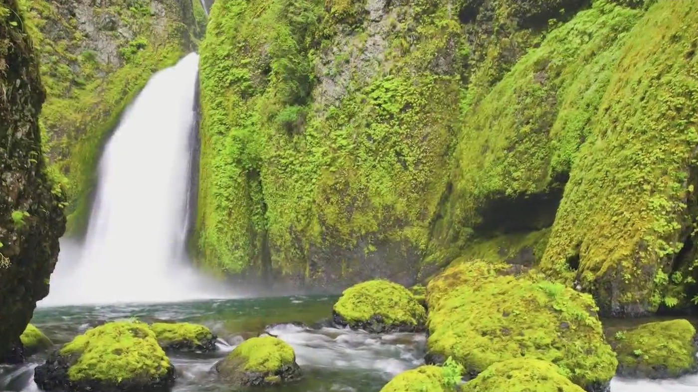 Exploring the significance of moss in the Pacific Northwest ecosystem ...