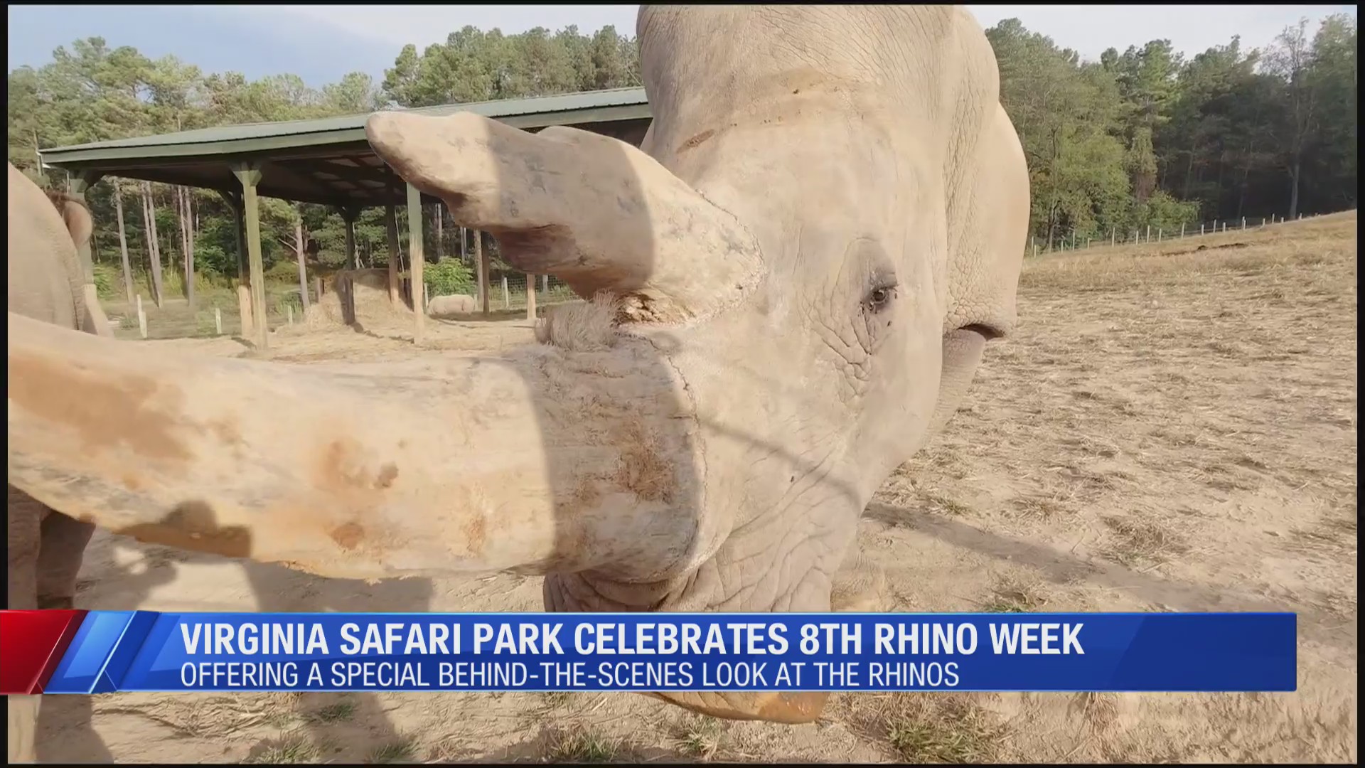 Virginia Safari Park marks World Rhino Day with week-long event – WFXRtv