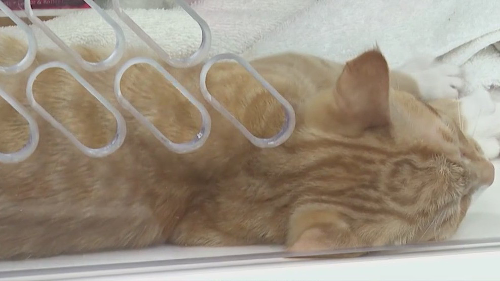 Cat, kitten intake paused at Guilford County Animal Services due to ...