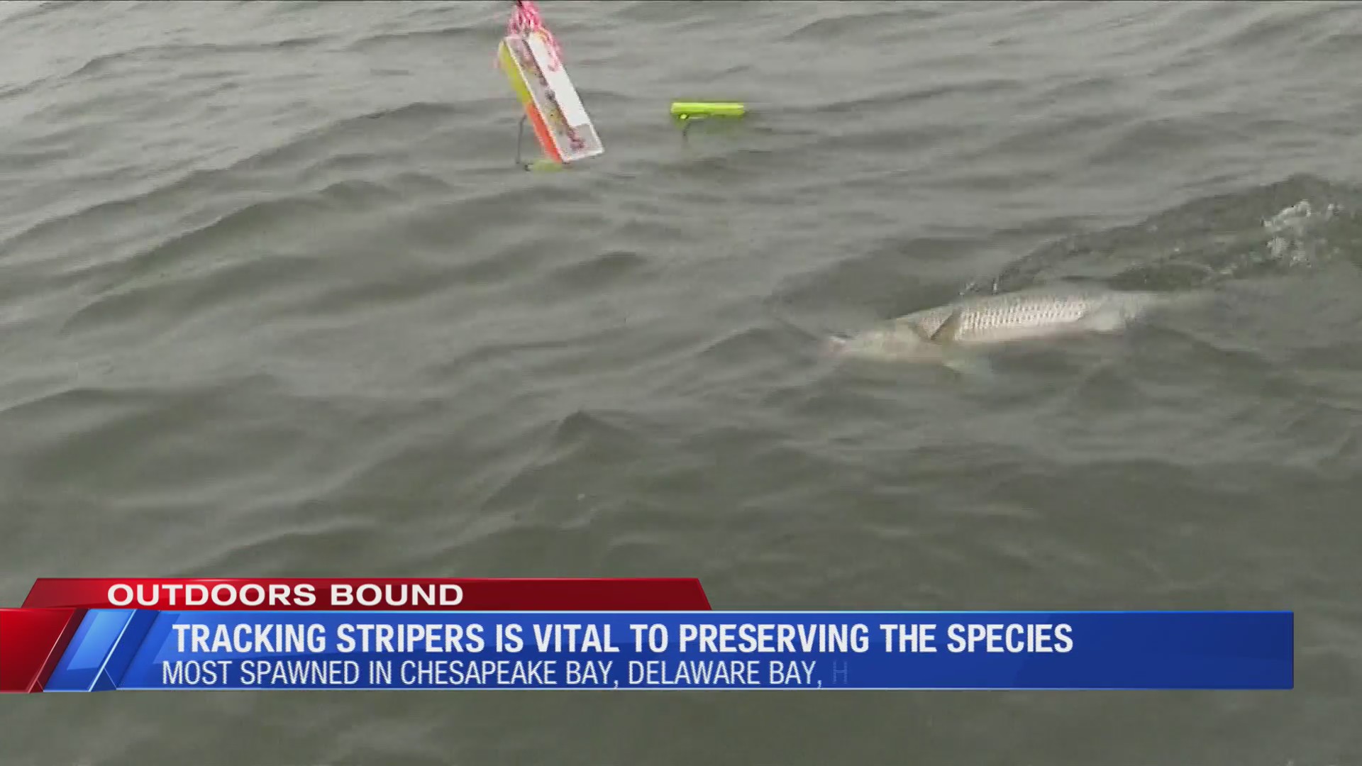 OUTDOORS BOUND: GRAY FISH TAG RESEARCH – WWLP