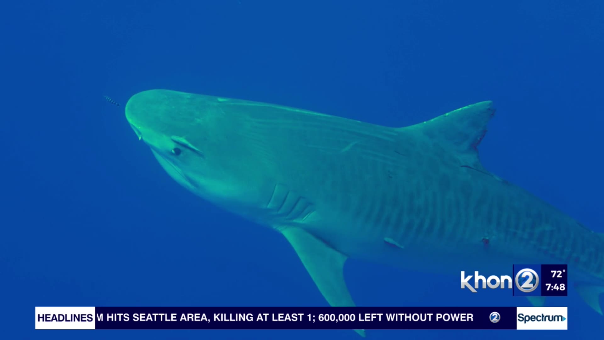 Shark expert to hold free lecture at UH – KHON2