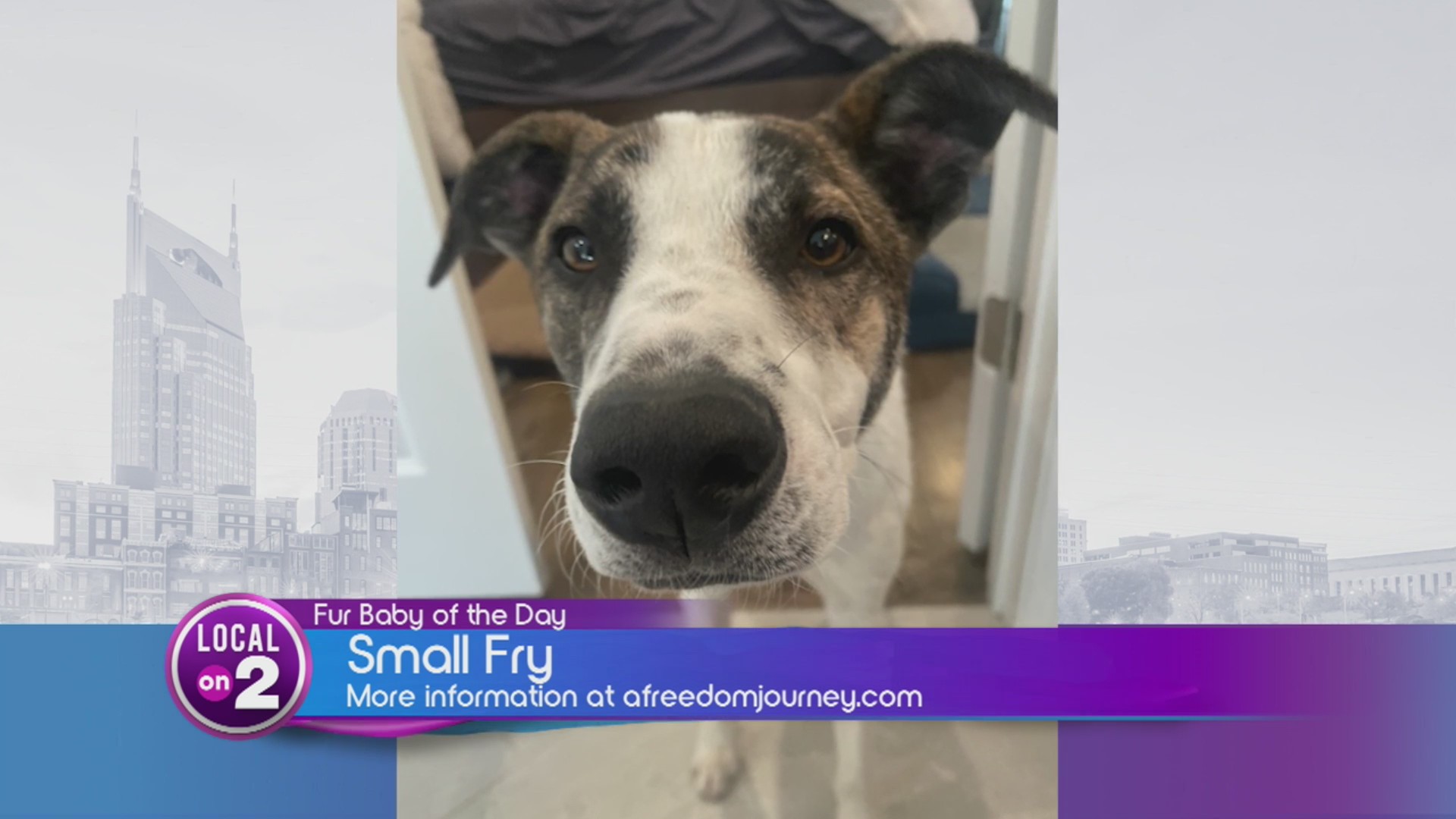 Small Fry Is Looking For His Forever Family – WKRN News 2