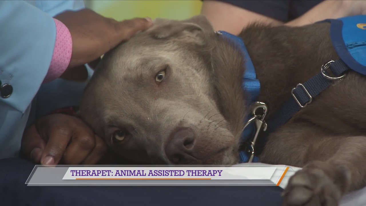 Therapet: Animal Assisted Therapy – KETK.com | FOX51.com
