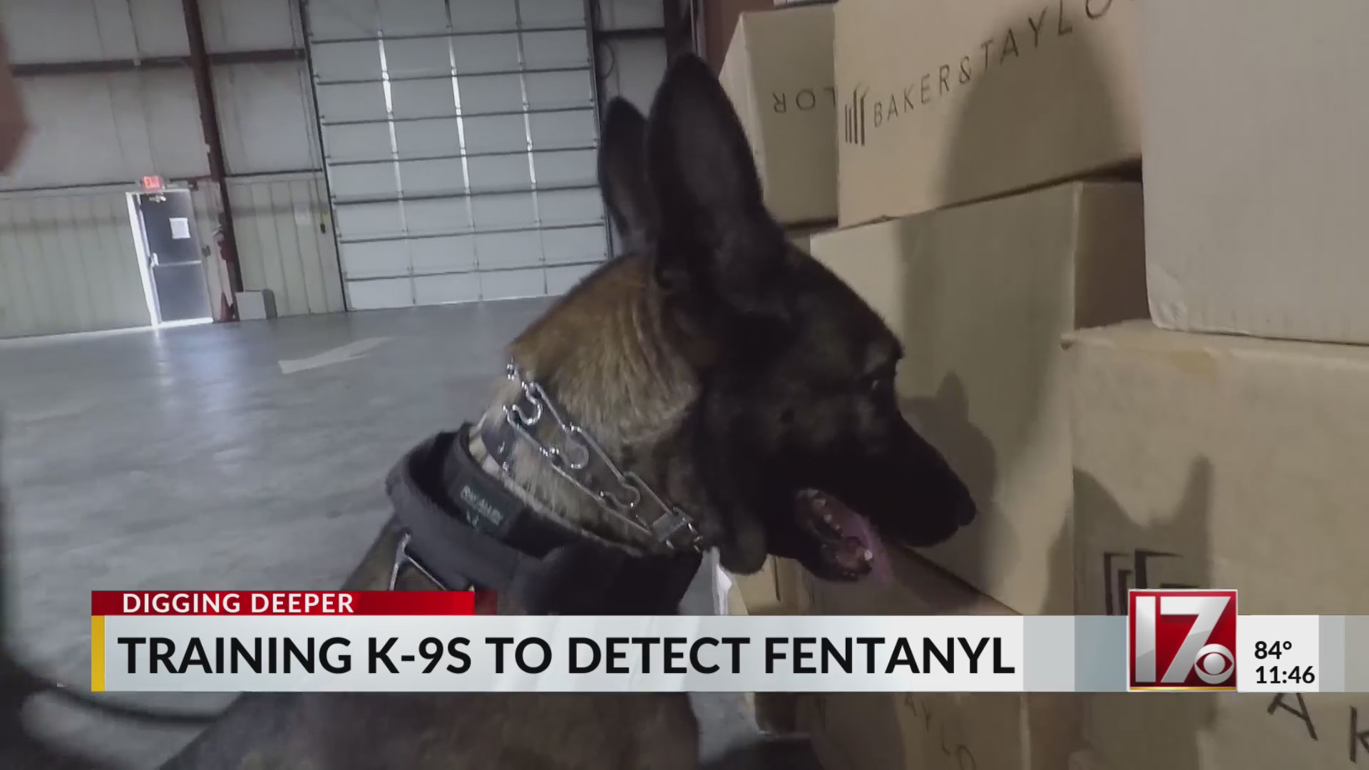 ’It is out there to kill’: How K-9 units train to detect fentanyl in ...