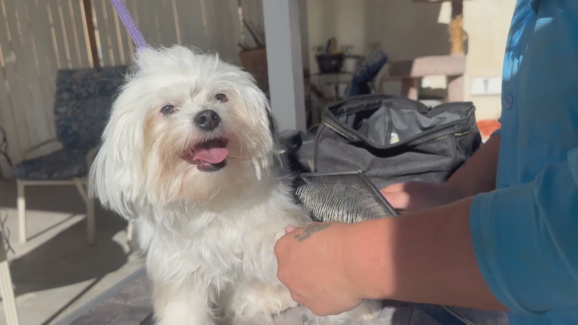 Taos County mobile business brings pet grooming services to clients off ...