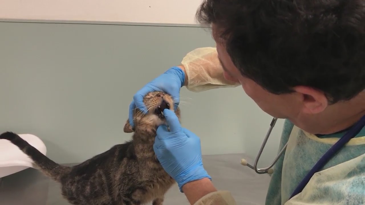 Operators of unregistered animal rescue plea guilty to cruelty – NEWS10 ABC