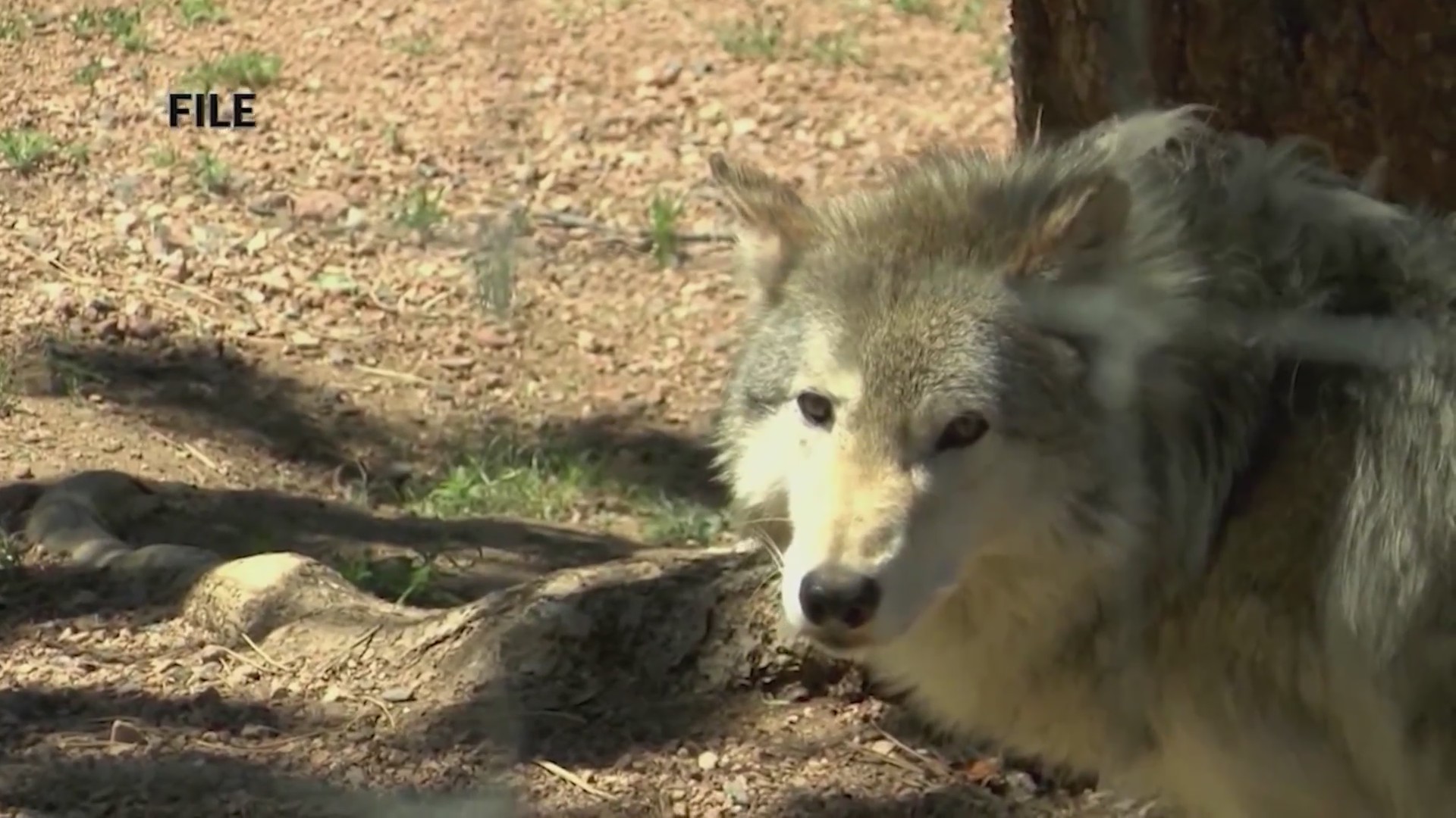 Range riders to help Colorado ranchers with wolves – FOX31 Denver