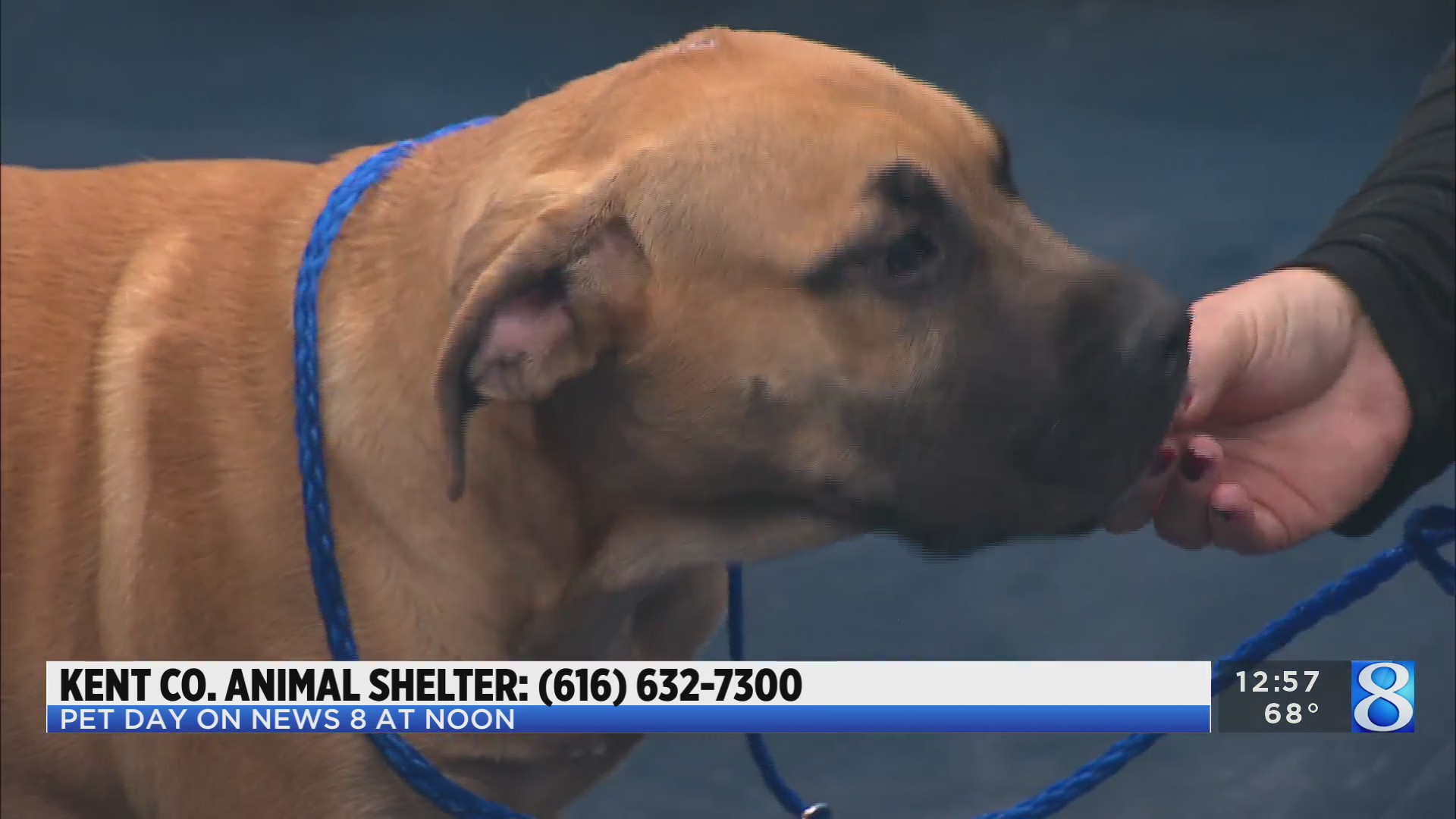 KCAS Pet of the Week: Robin and Drummer – WOODTV.com