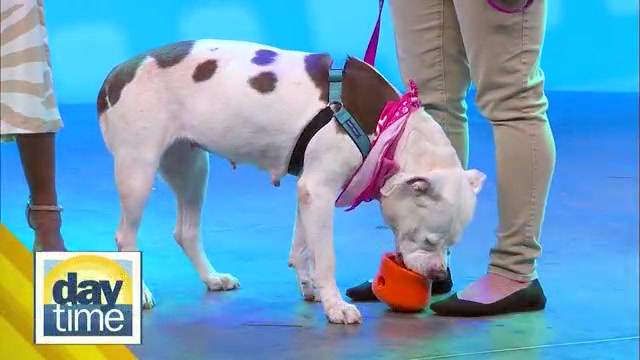 Farron’s Furever Friends | Daytime – WFLA