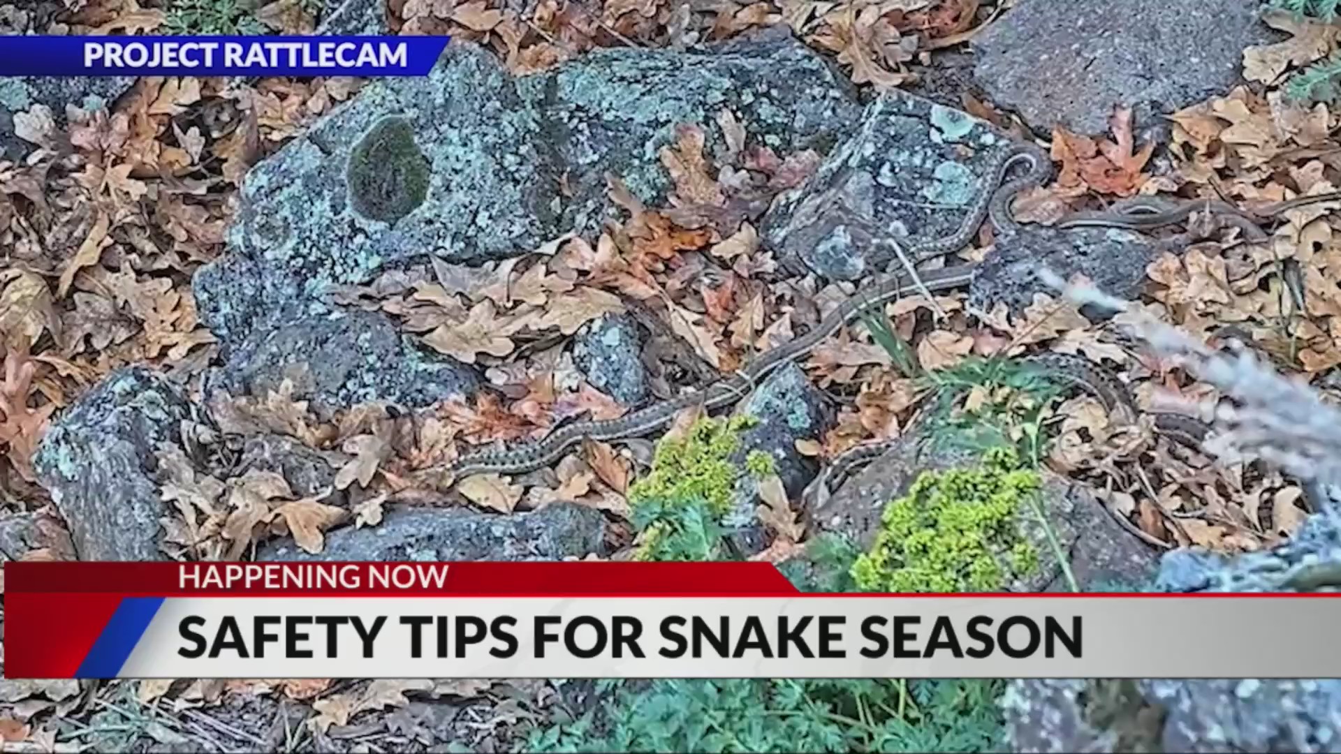 Springtime is snake time in the Centennial State – FOX31 Denver
