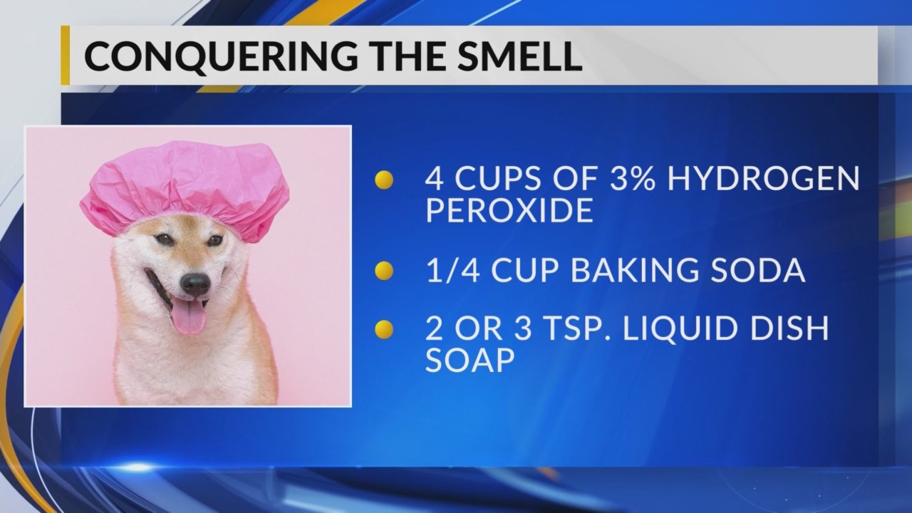 Pet Patrol: What to do when your pet encounters a skunk – WBTW