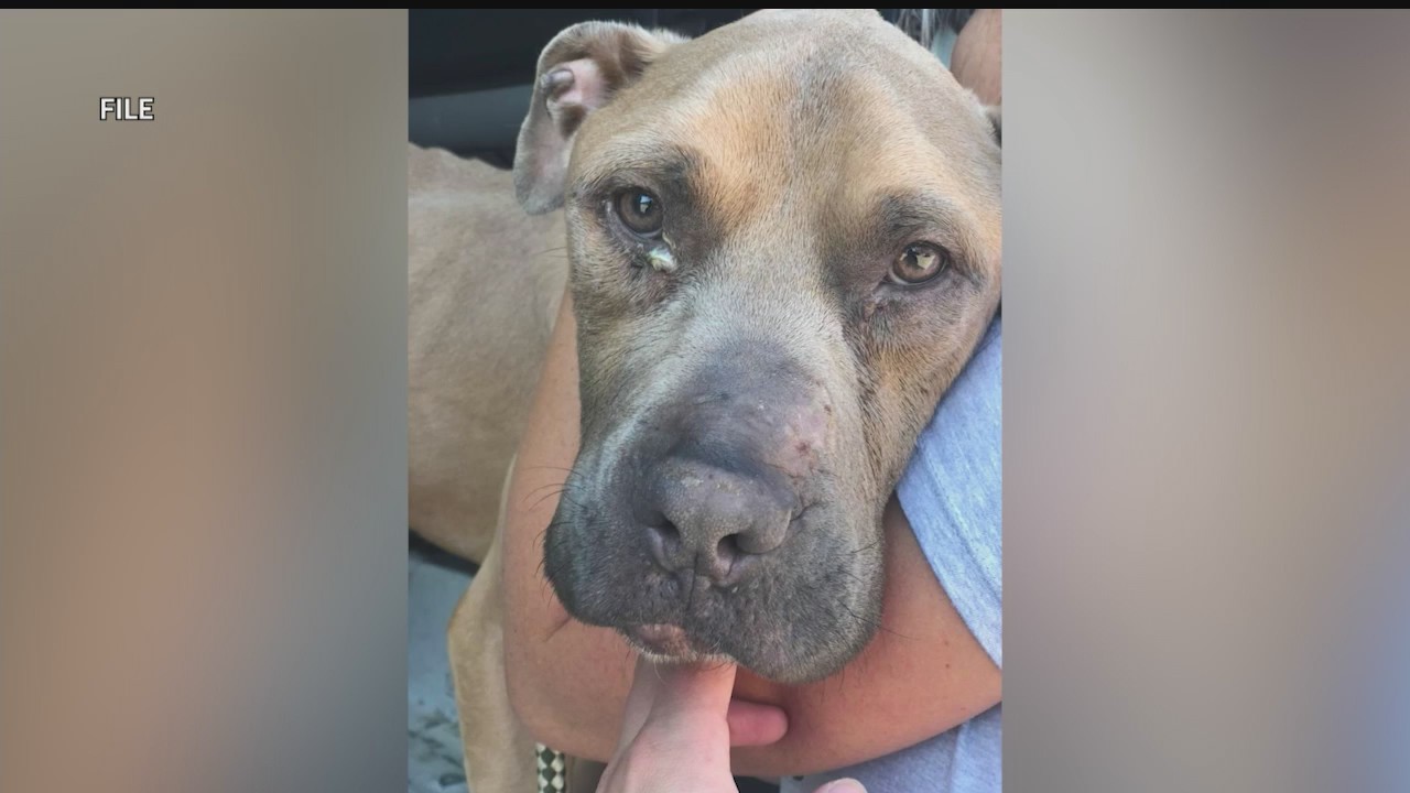 Lawmakers push to fight animal cruelty – WKBN.com