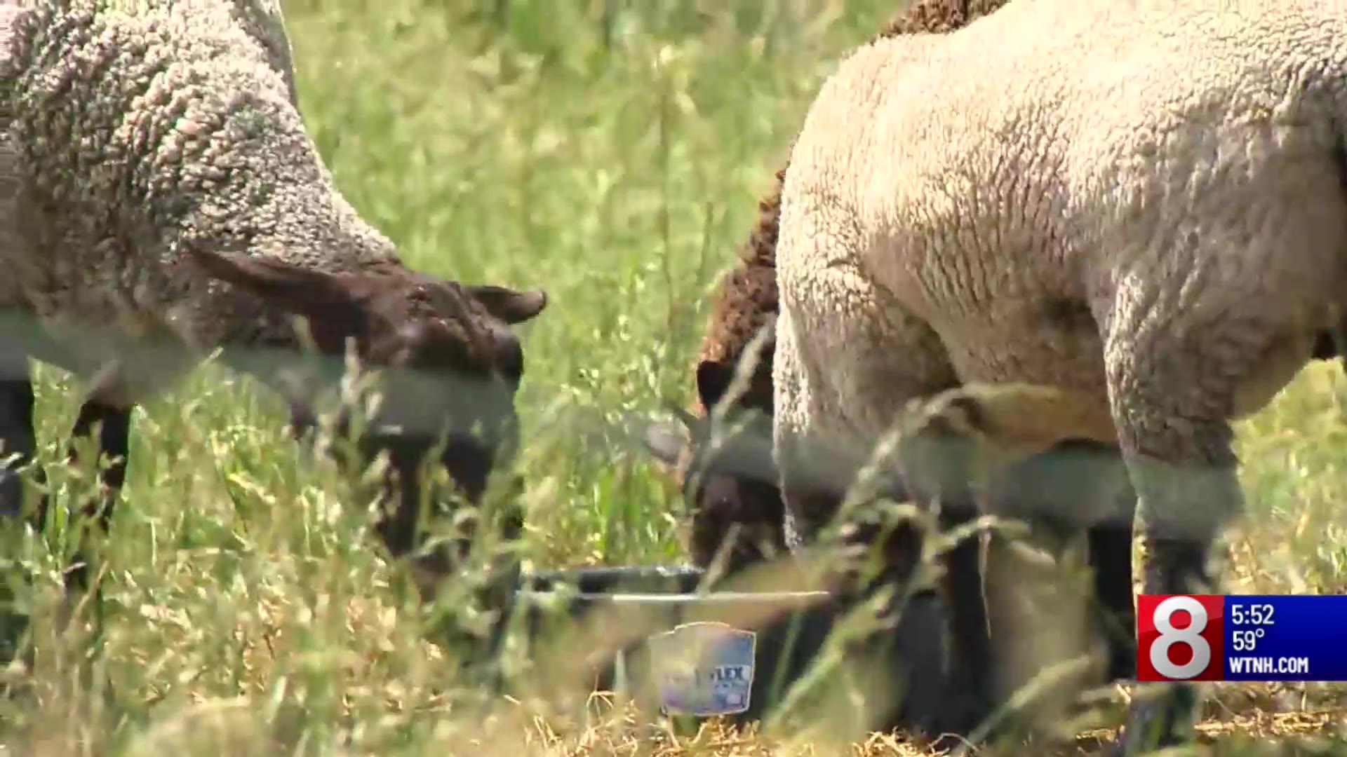 CT Families: Dudley Farm Museum – WTNH.com