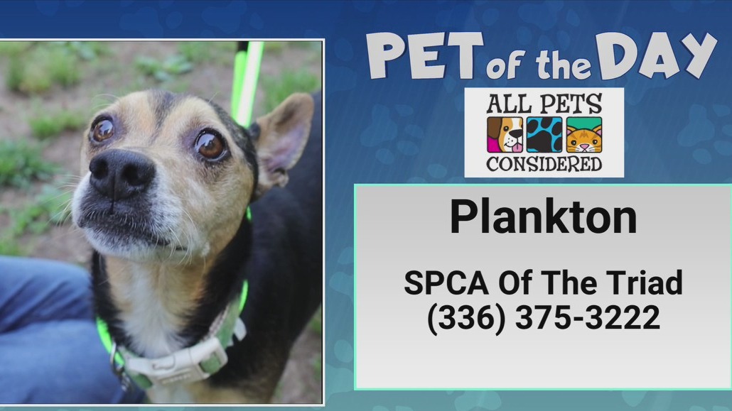 Pet of the Day: Plankton wants your heart, not your secret formula ...