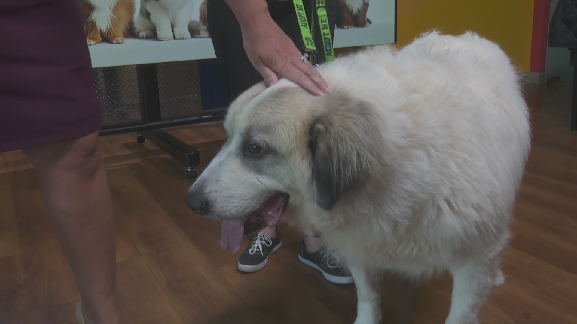 Pet of the Week: Finn the Dog – FOX 2