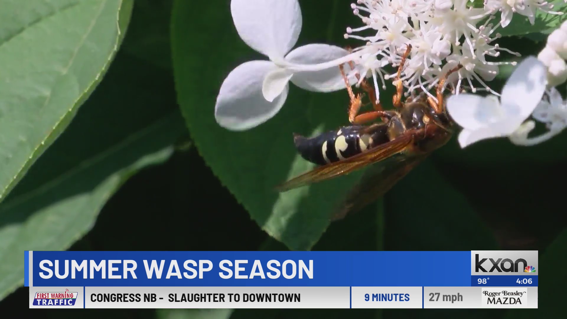 Here’s when wasp season wraps in Central Texas – KXAN Austin