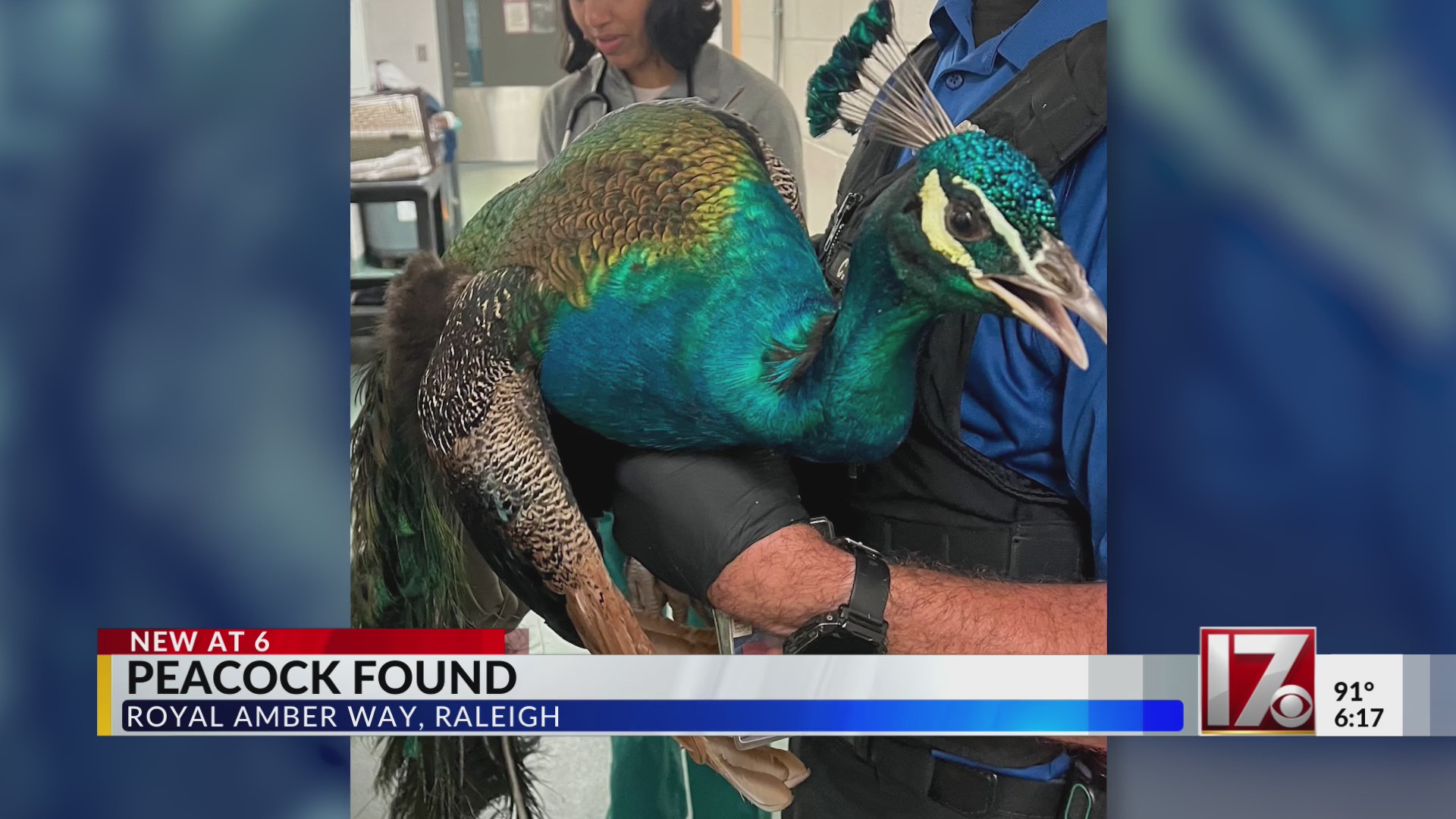 Peacock found in Raleigh – CBS17.com