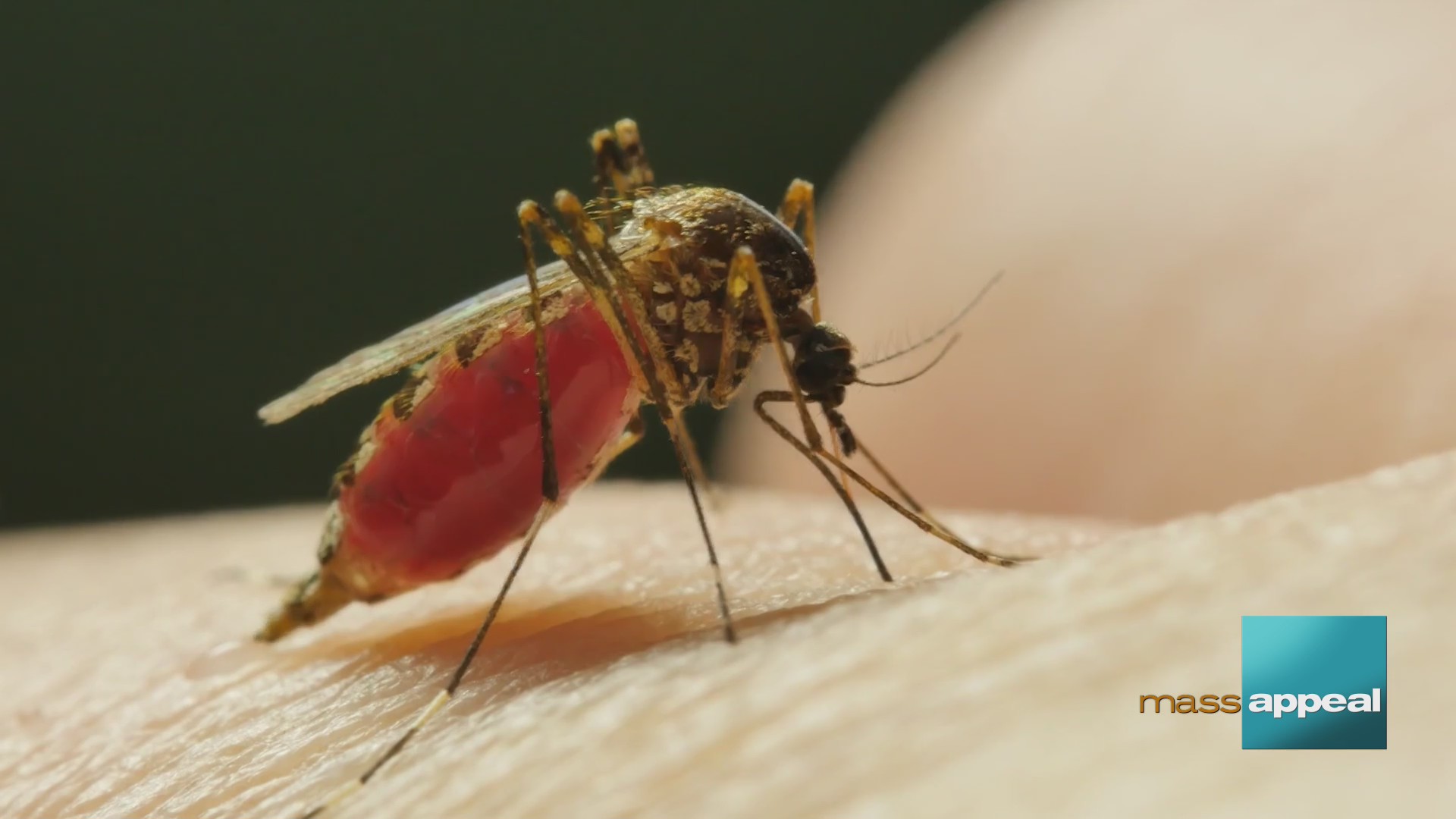 Mass Appeal Bug of the Month: Mosquitoes and Horseflies – WWLP