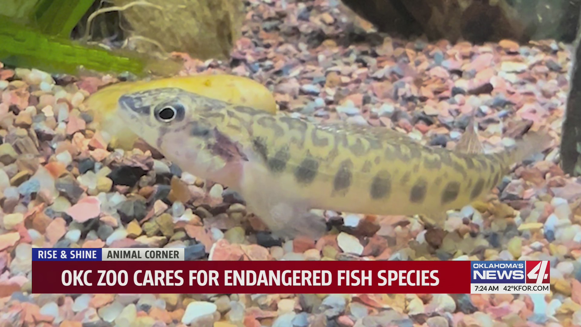Oklahoma City Zoo caring for two rare species of fish – KFOR.com ...