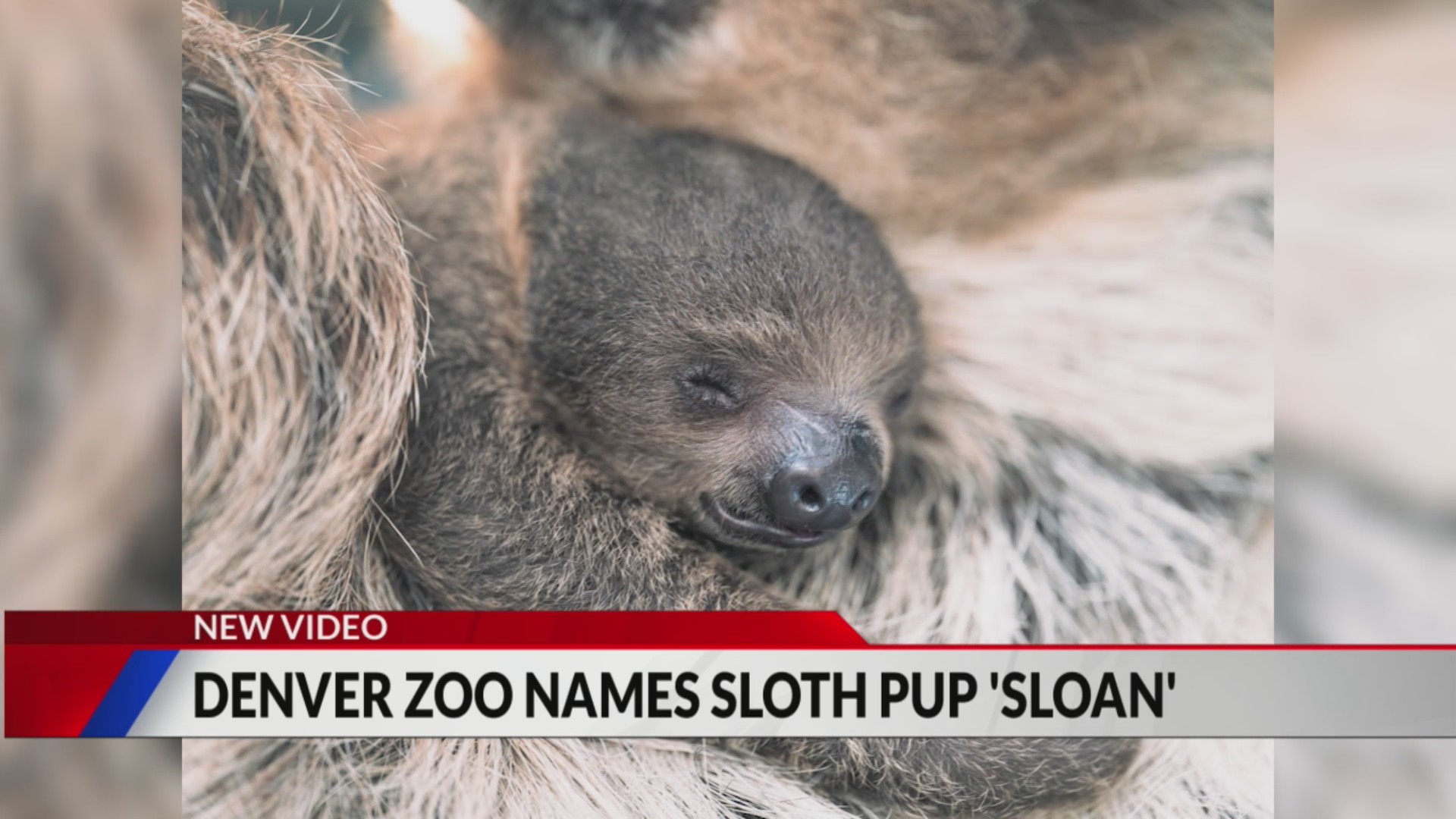 Denver Zoo welcomes new baby sloth Sloan – FOX31 Denver