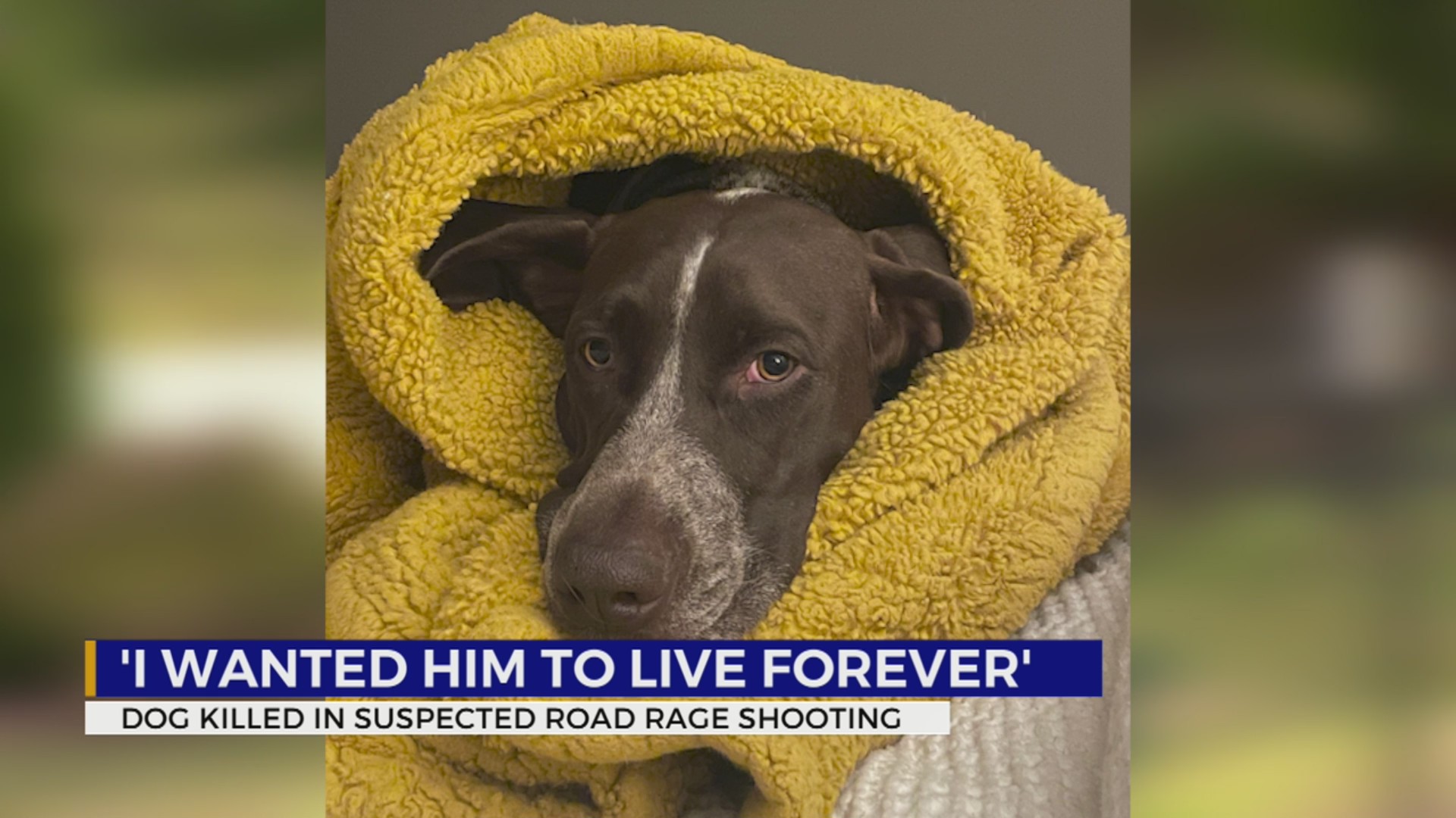 Dog killed in suspected road rage shooting near Percy Priest Lake ...