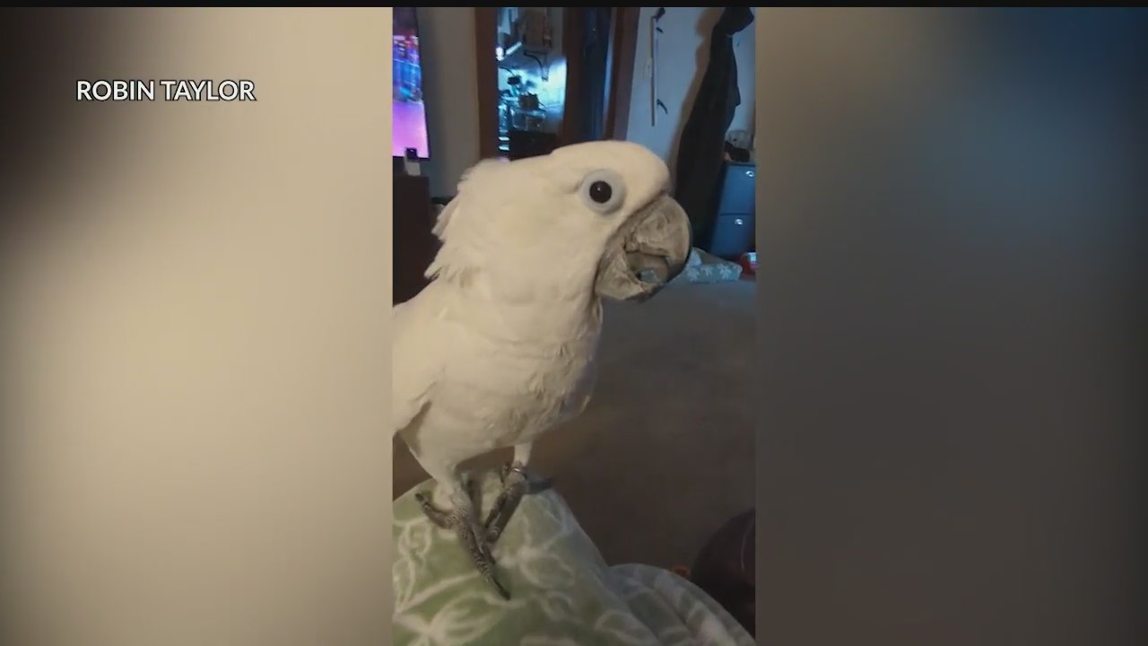 Meet Paul Wetzl’s biggest fan: A cockatoo named Furby – WKBN.com