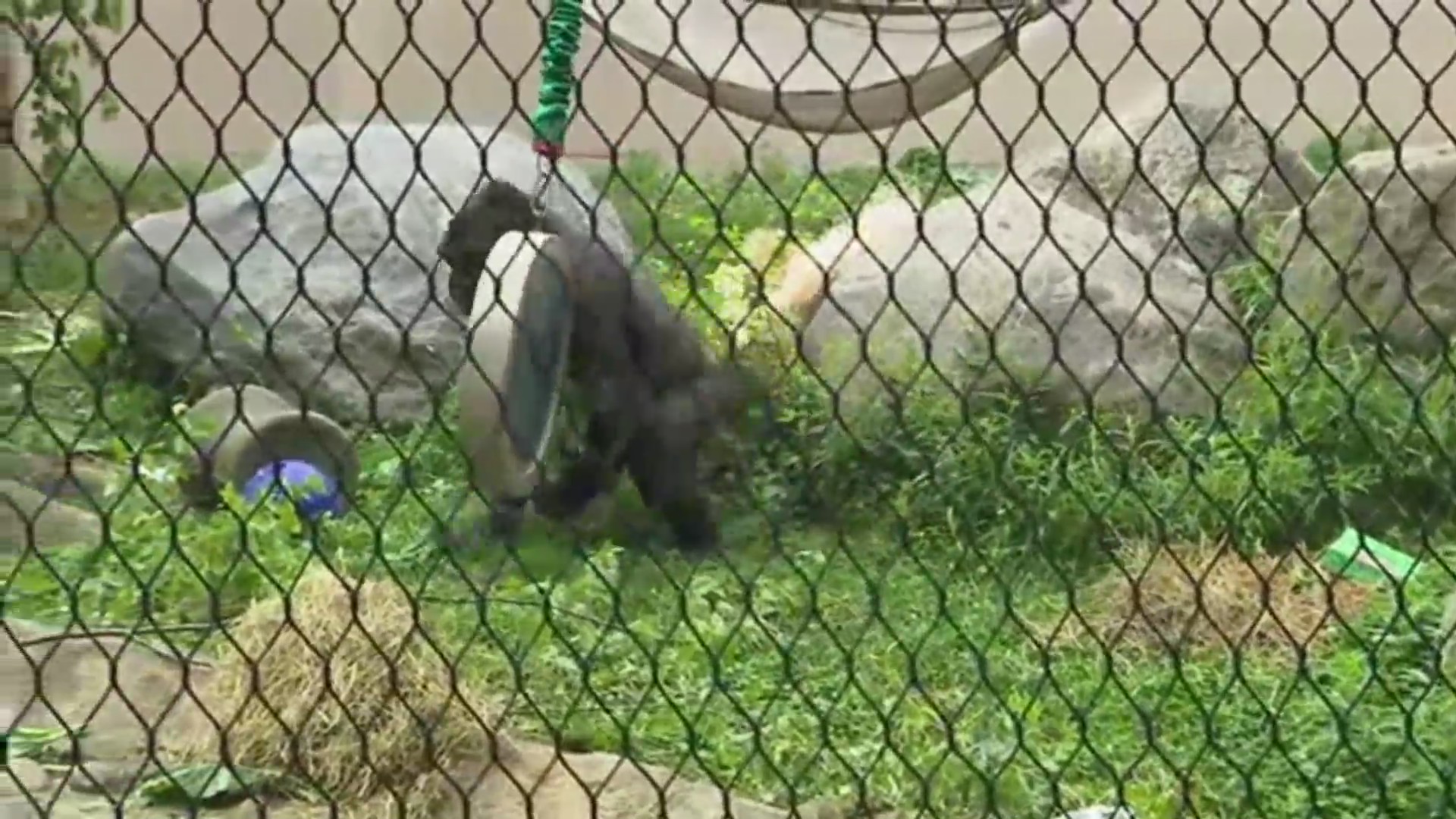 VIDEO: CLE Zoo animal celebrates milestone birthday – Fox 8 Cleveland WJW