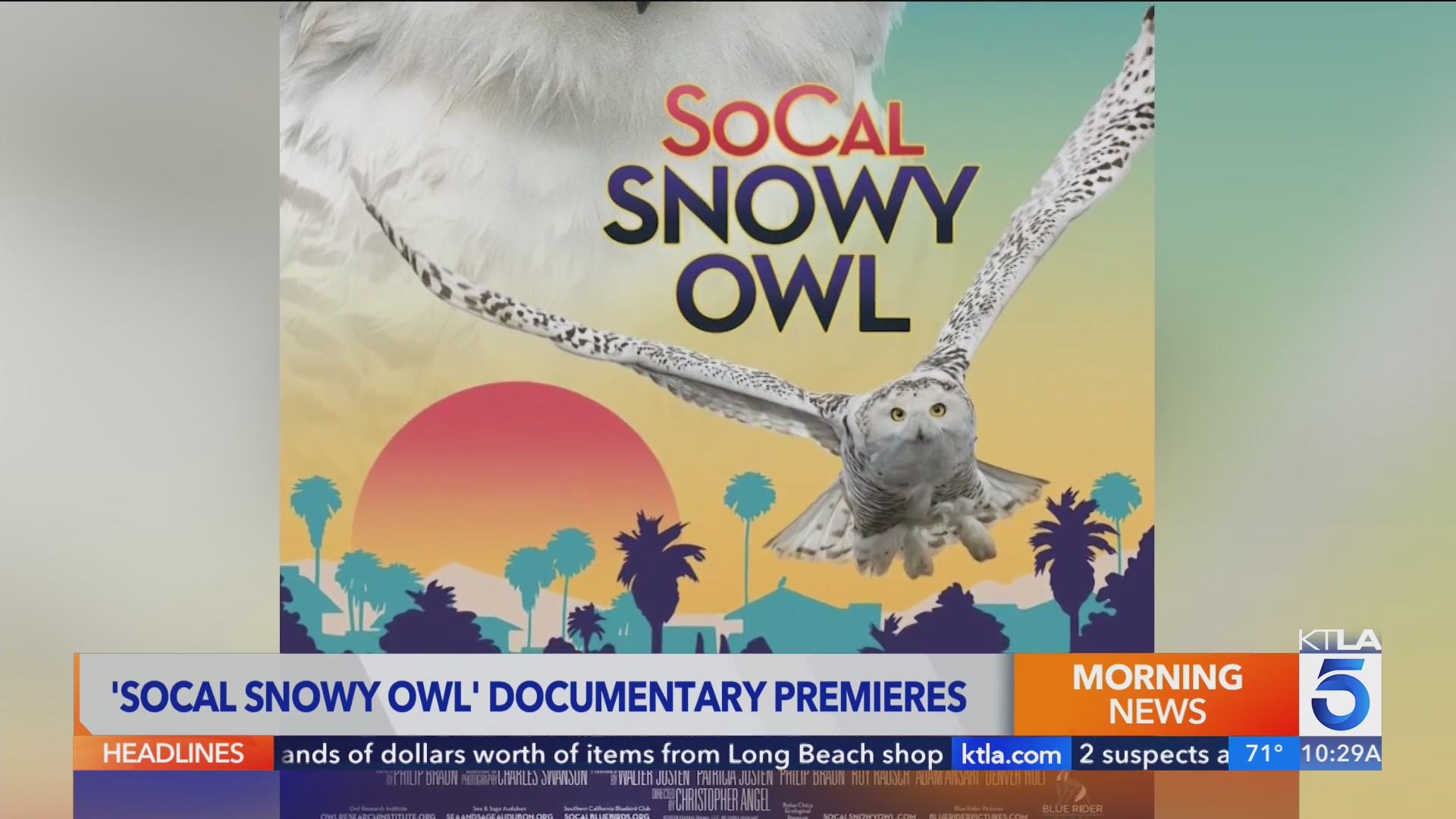 ‘SoCal Snowy Owl’ documentary premieres at Newport Beach Film Festival ...