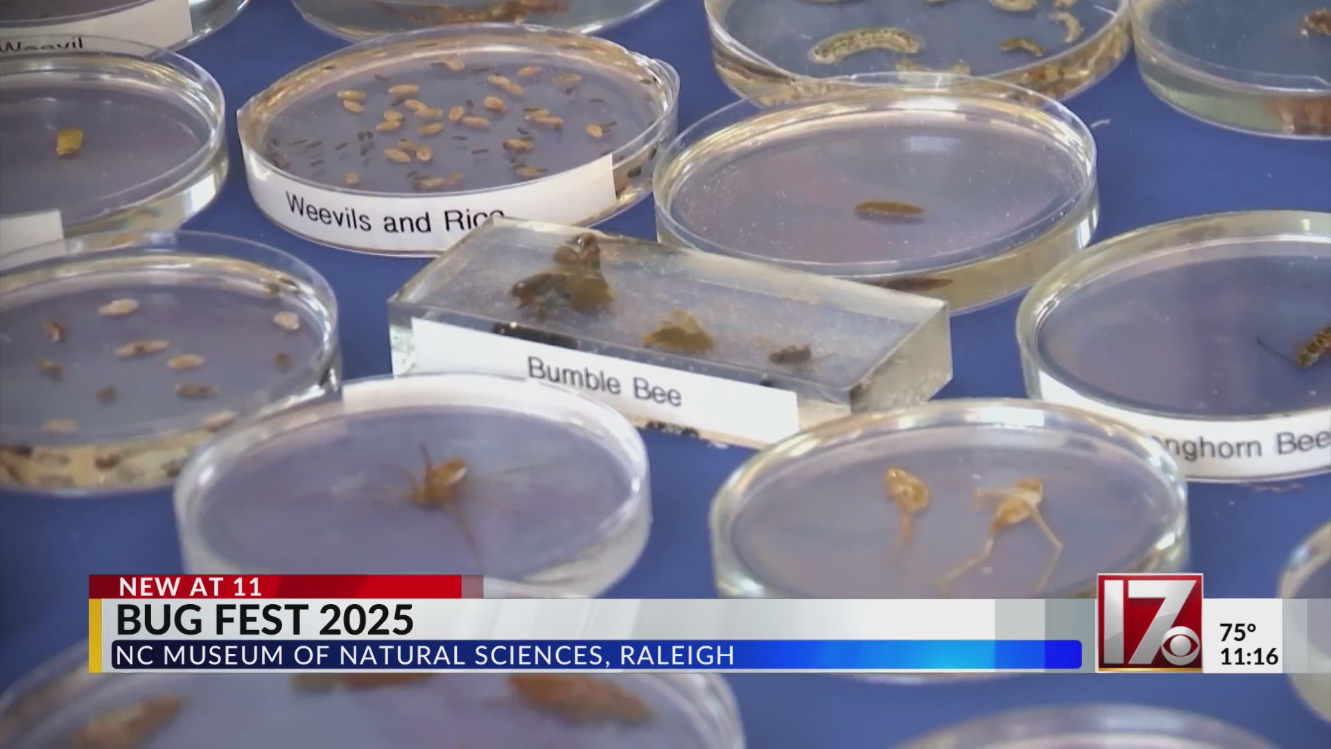 Bug Fest 2025 held in Raleigh – CBS17.com