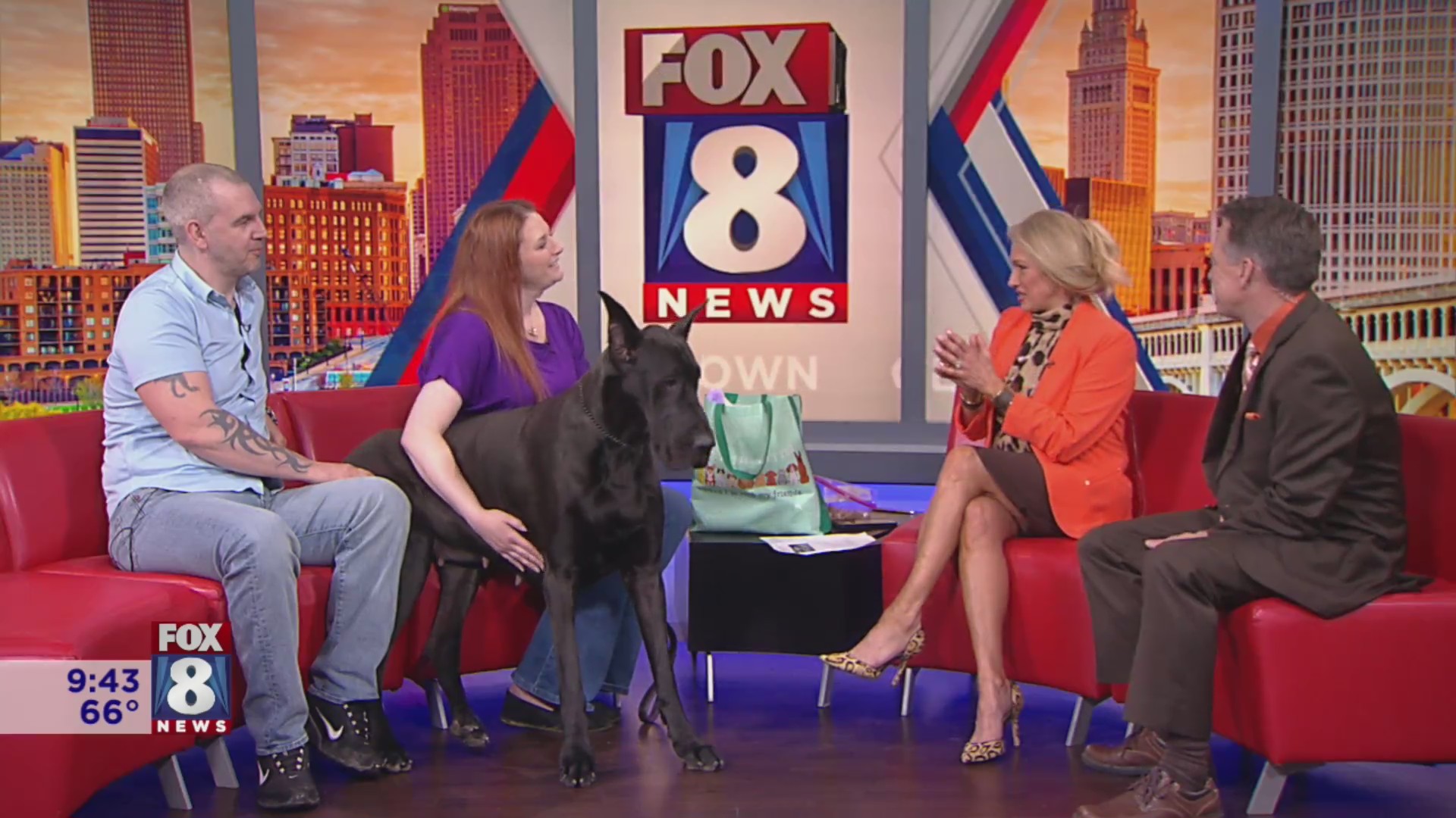 Meet the local Great Dane heading to Westminster Dog Show – Fox 8 ...