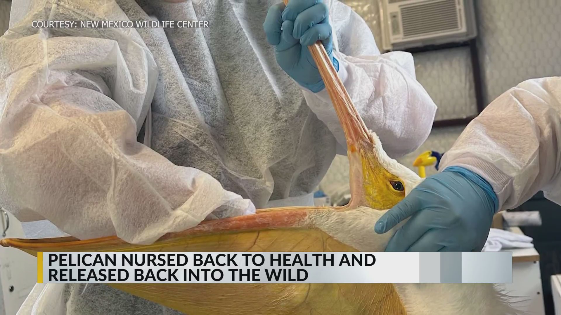 Injured pelican found in Santa Fe brought back to health, released into ...