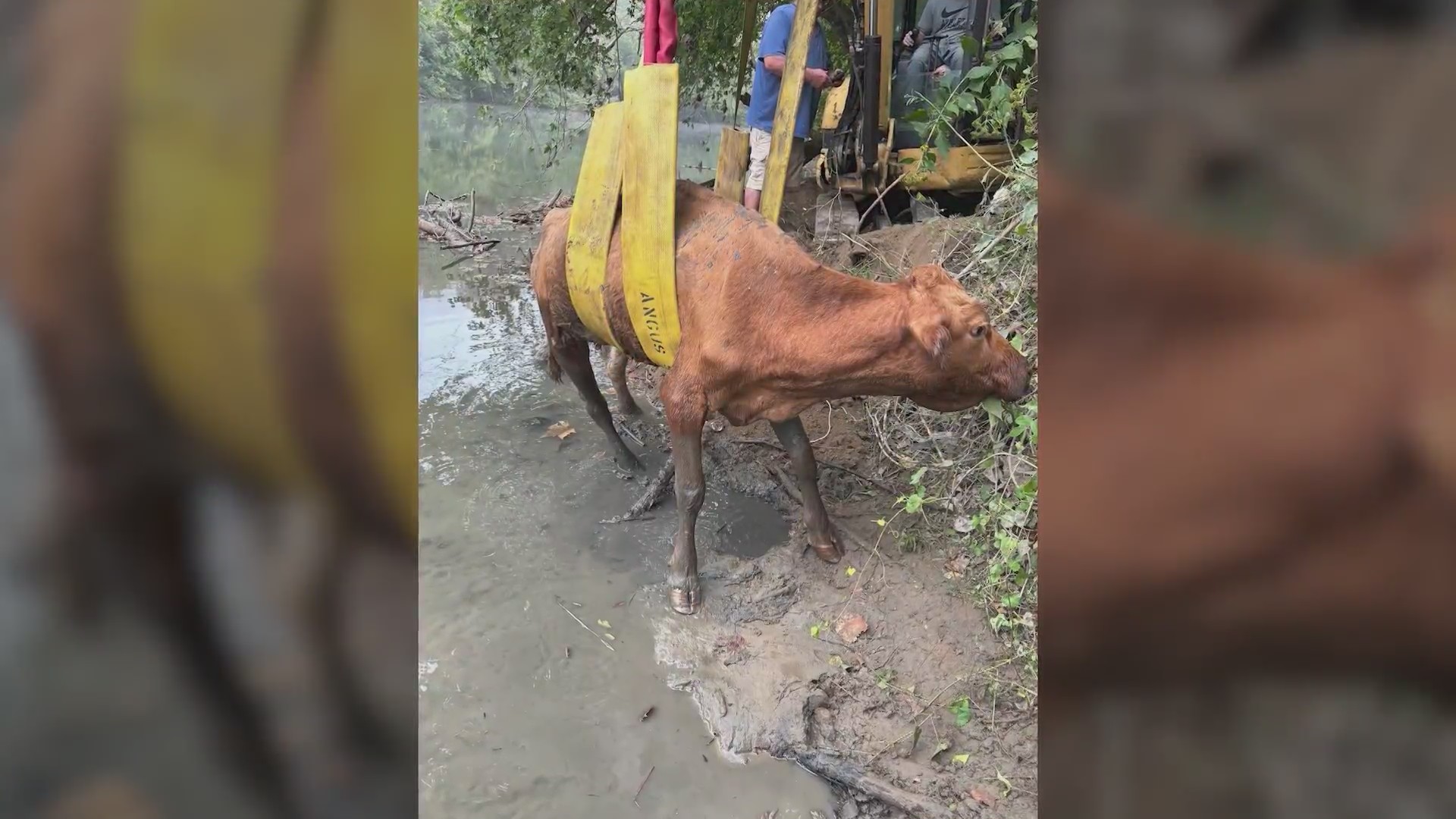 Kanawha County first responders rescue cow from Coal River mud – WOWK ...