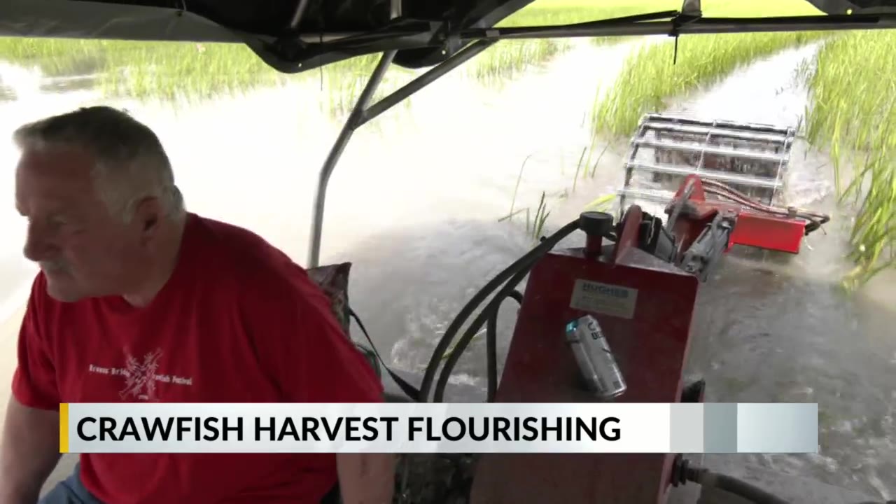 Crawfish farmers recover from drought with solid harvests – KLFY.com