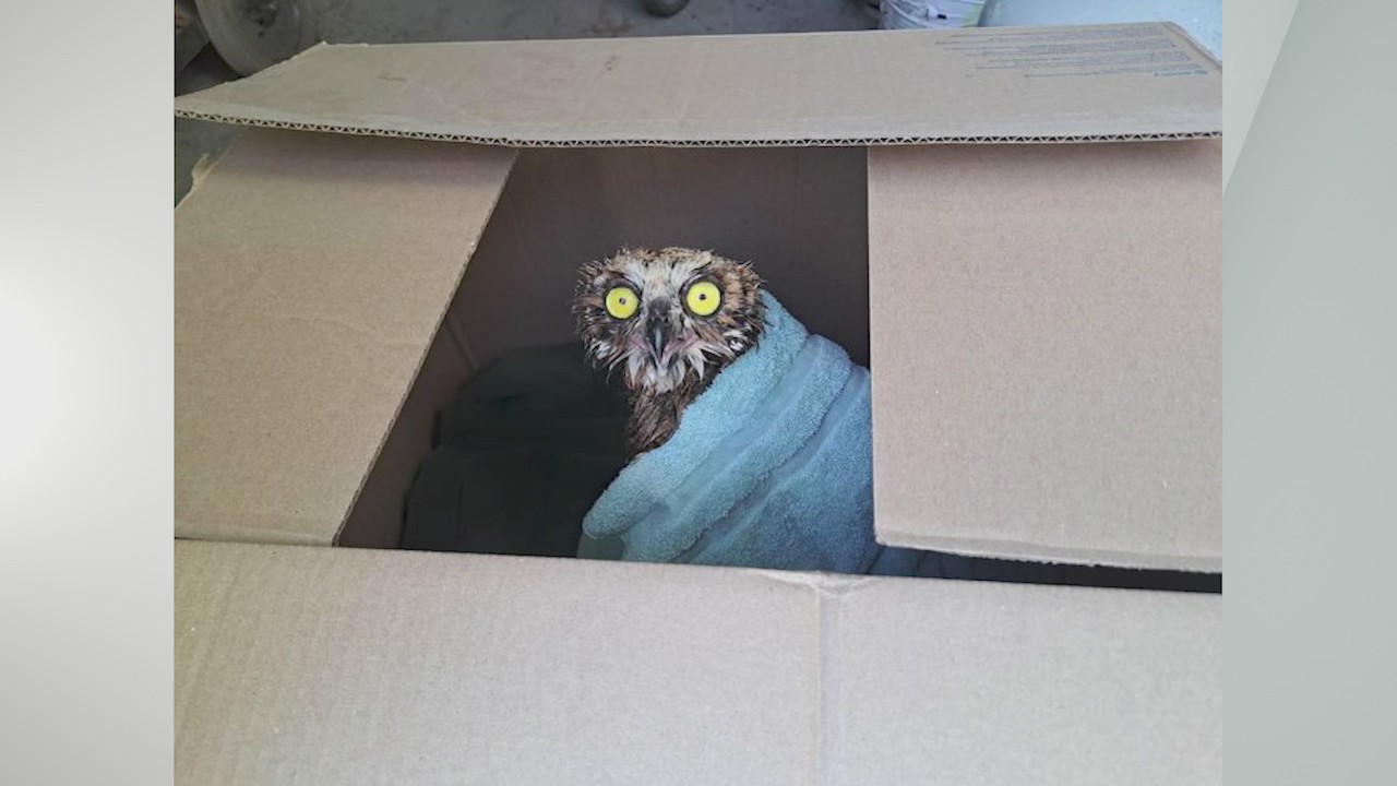 Owl rescued at Saratoga Spa State Park – NEWS10 ABC